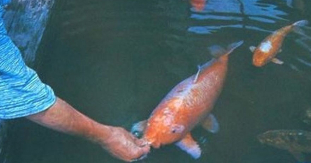 從清朝活到20世紀「完勝人瑞」 世界最長壽錦鯉最終年齡高達226歲 - boMb01